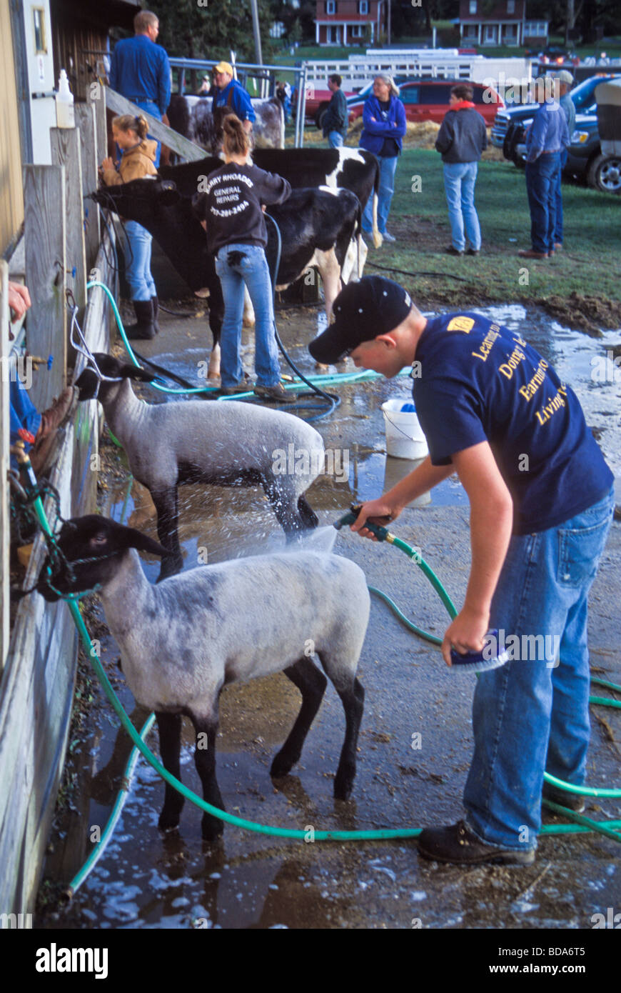 4H agriculture high school students prepare show sheep for county fair ...
