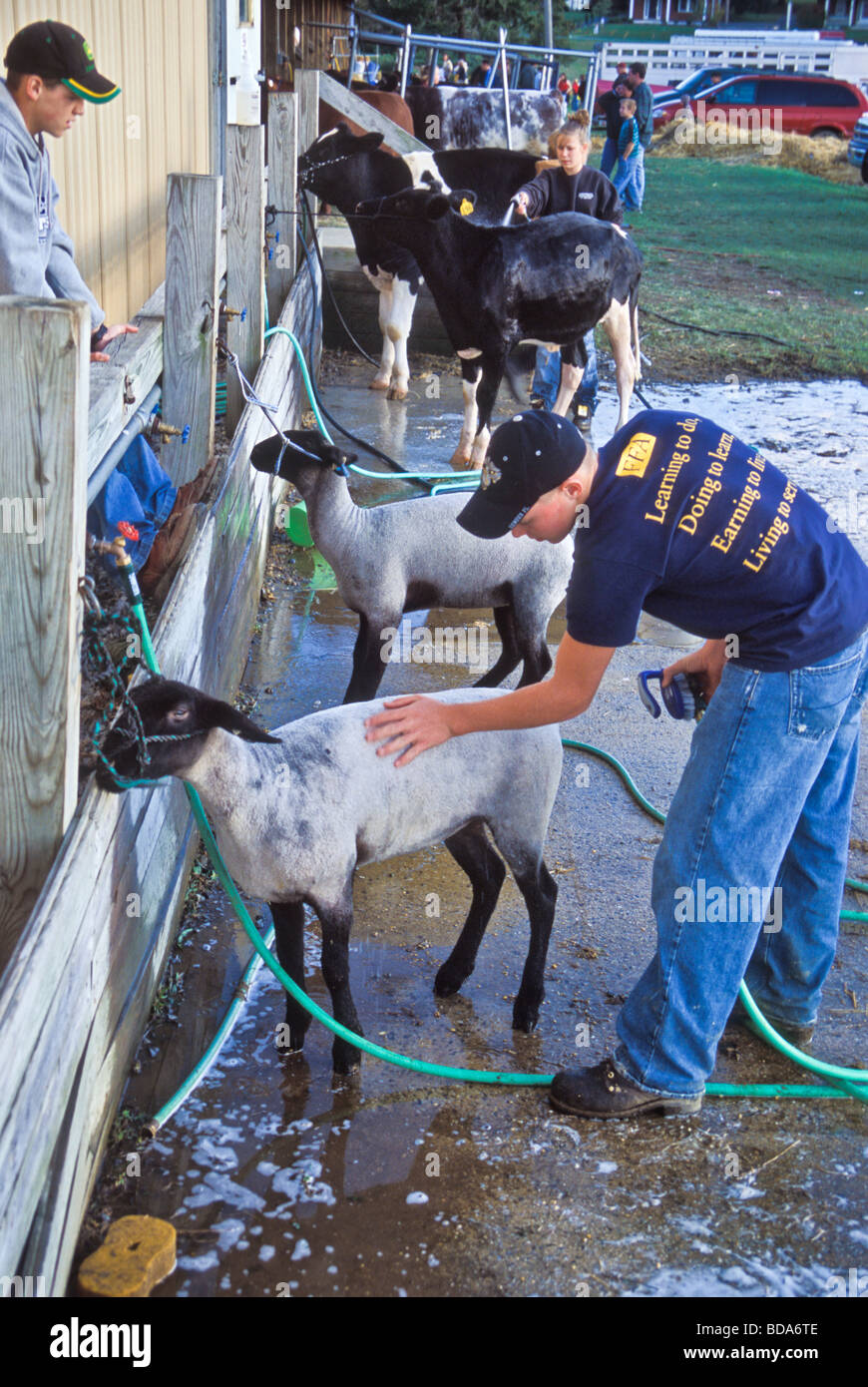 4H agriculture high school students prepare show sheep for county fair ...