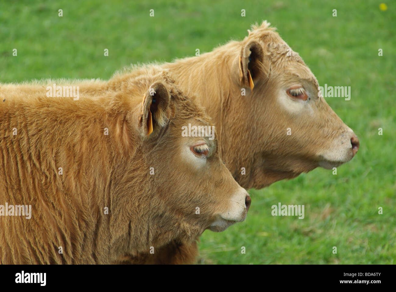 Rind cow 16 Stock Photo - Alamy