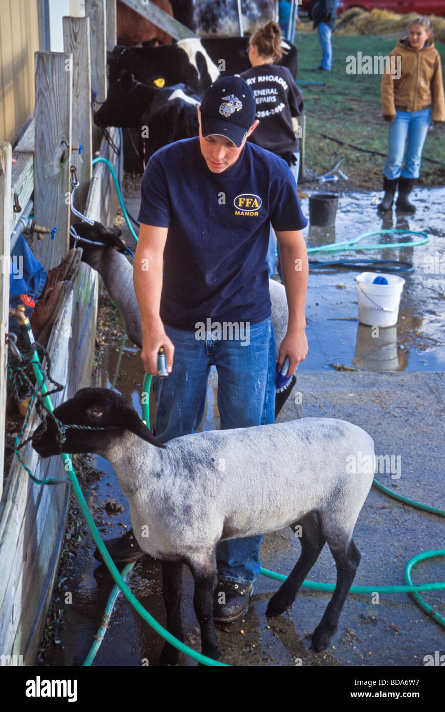 4H agriculture high school students prepare show sheep for county fair ...