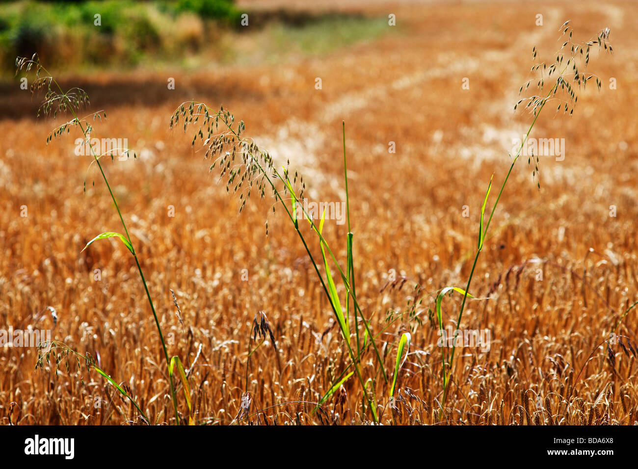 crops growing in a field Stock Photo - Alamy