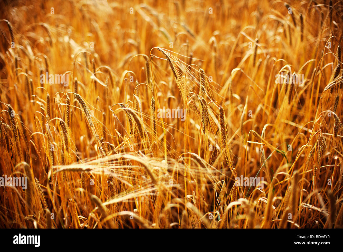 crops growing in a field Stock Photo - Alamy