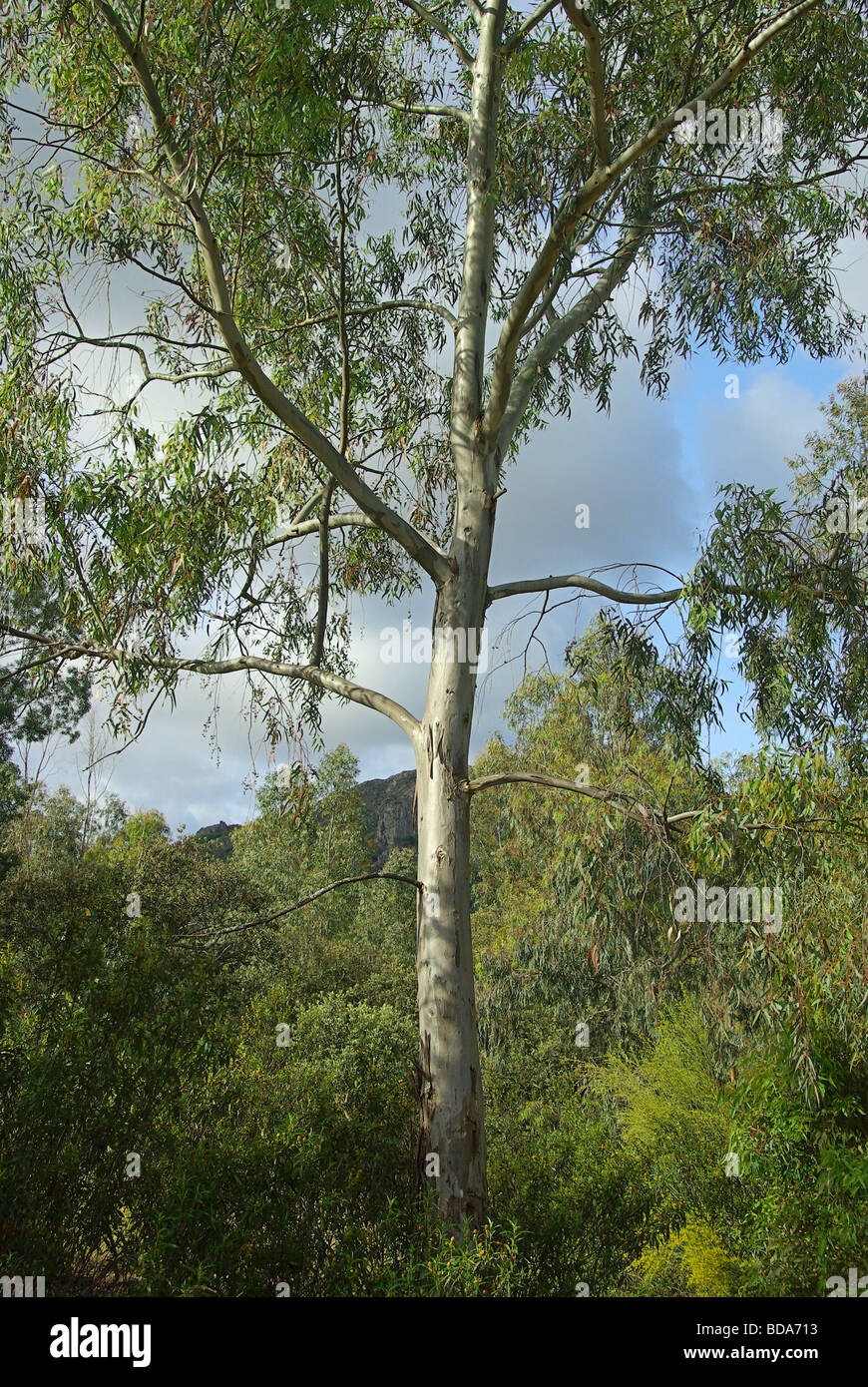 Eukalyptus eucalyptus 02 Stock Photo - Alamy