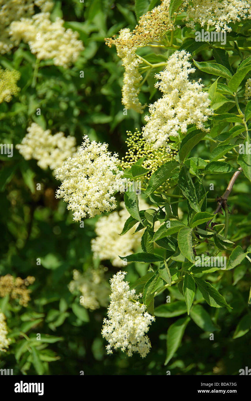 Holunder Blüte elder flower 10 Stock Photo - Alamy