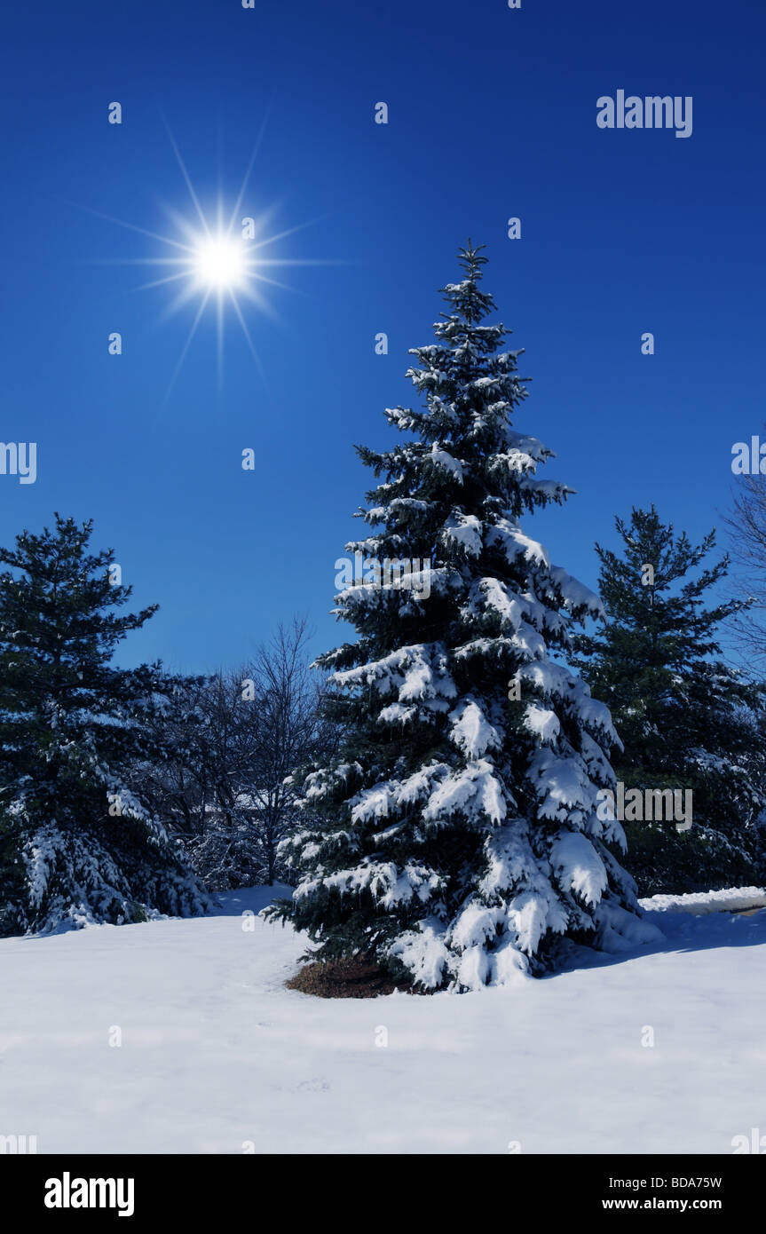 Winter scene with bright sun Stock Photo - Alamy