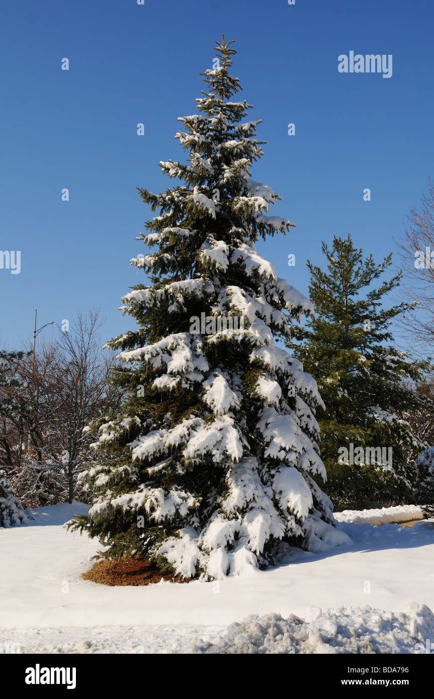 Pine tree with snow on a sunny day Stock Photo - Alamy