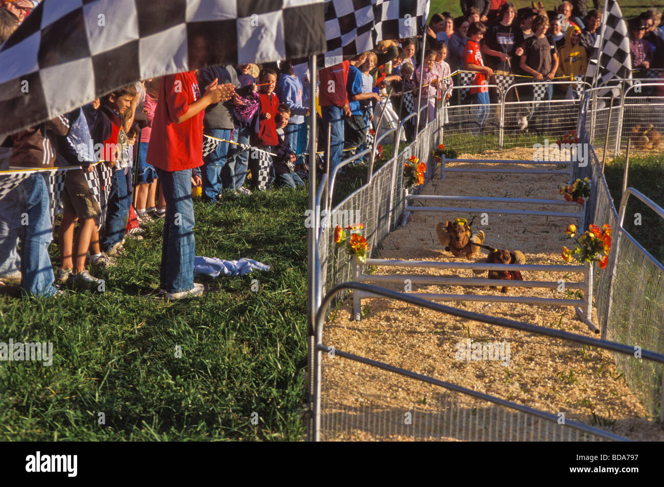 Dachshunds racing county fair Stock Photo - Alamy