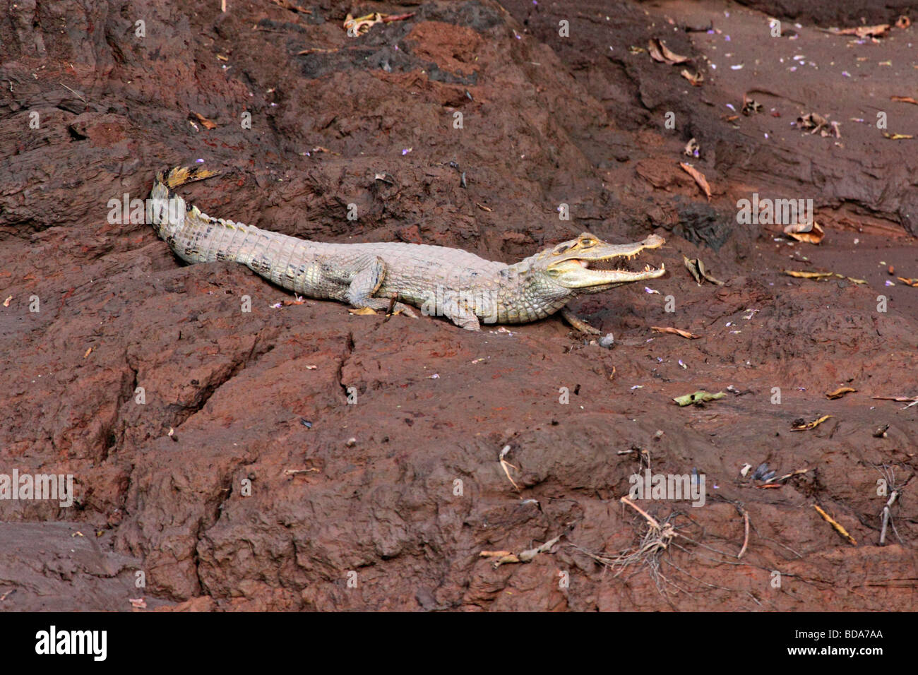 white caiman, Tambopata National Reserve, Amazon Area, Peru, South ...
