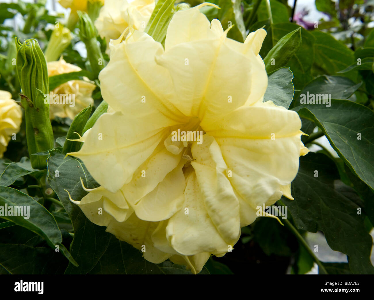 Dapura "Ballerina" A double trumpet shape flower Stock Photo - Alamy