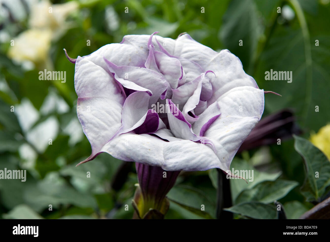 Dapura hi-res stock photography and images - Alamy