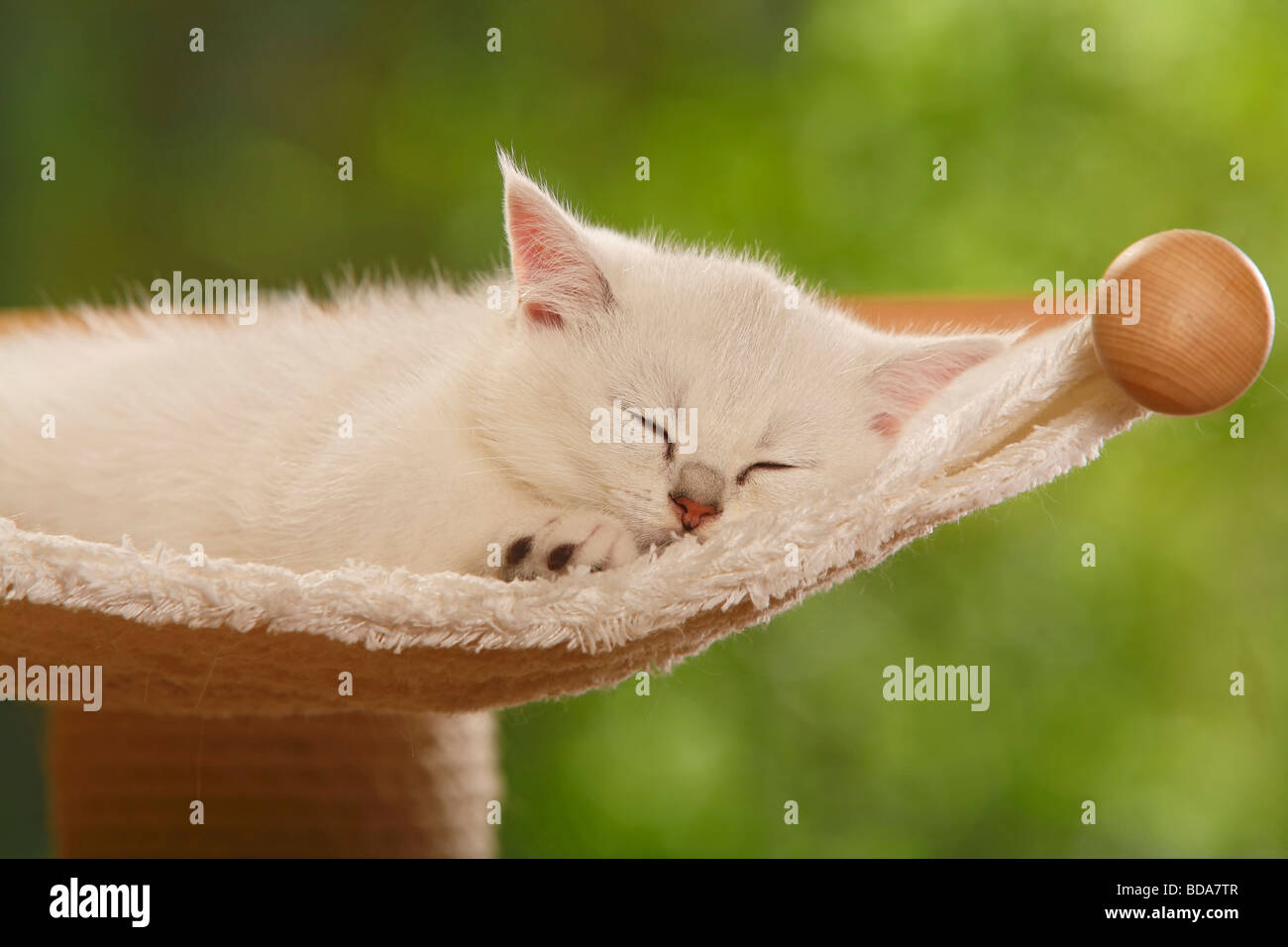 British Shorthair Cat kitten silver shaded Stock Photo - Alamy