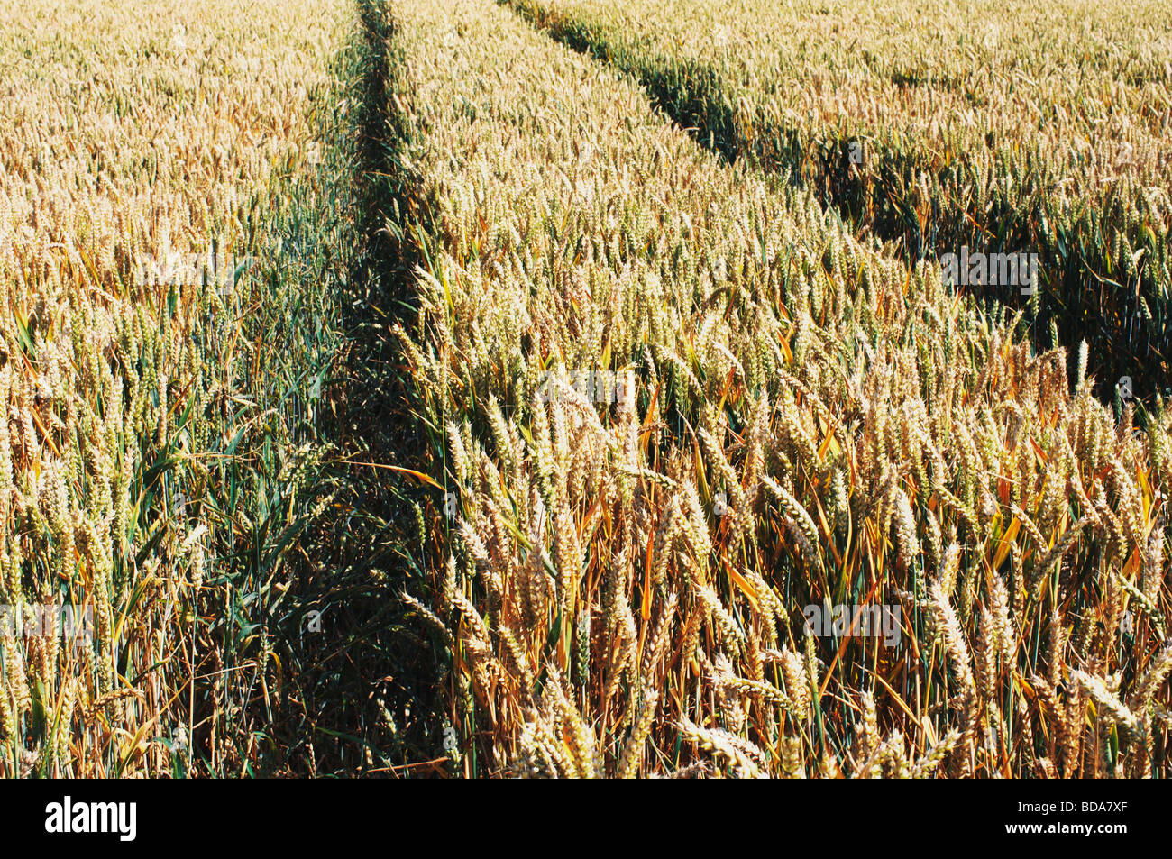crops growing in a field Stock Photo - Alamy