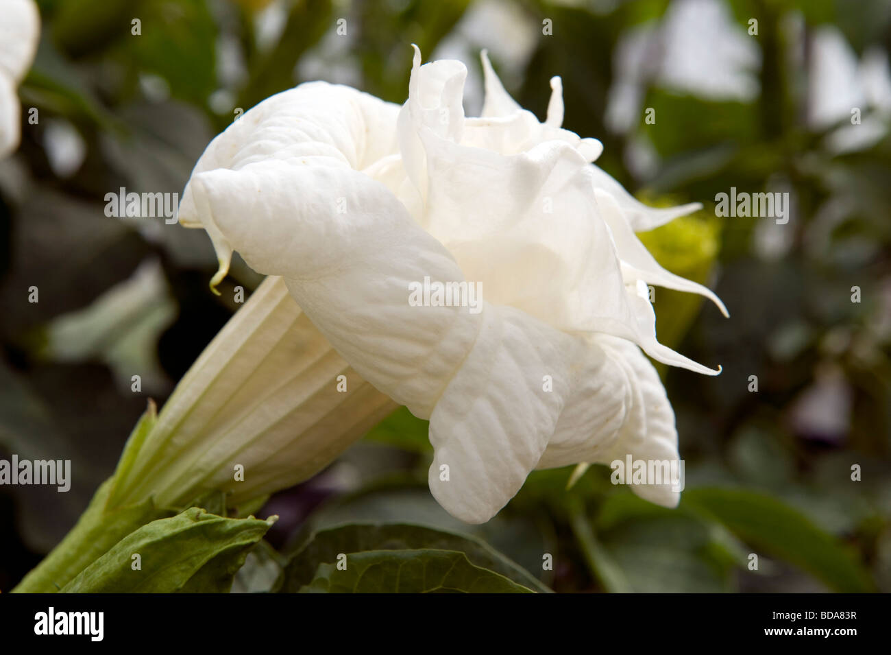 Dapura 'Ballerina' A double trumpet shape flower Stock Photo - Alamy
