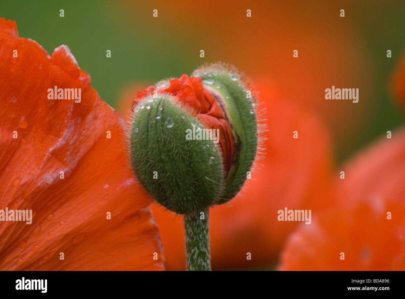 Poppy bulbs hi-res stock photography and images - Alamy