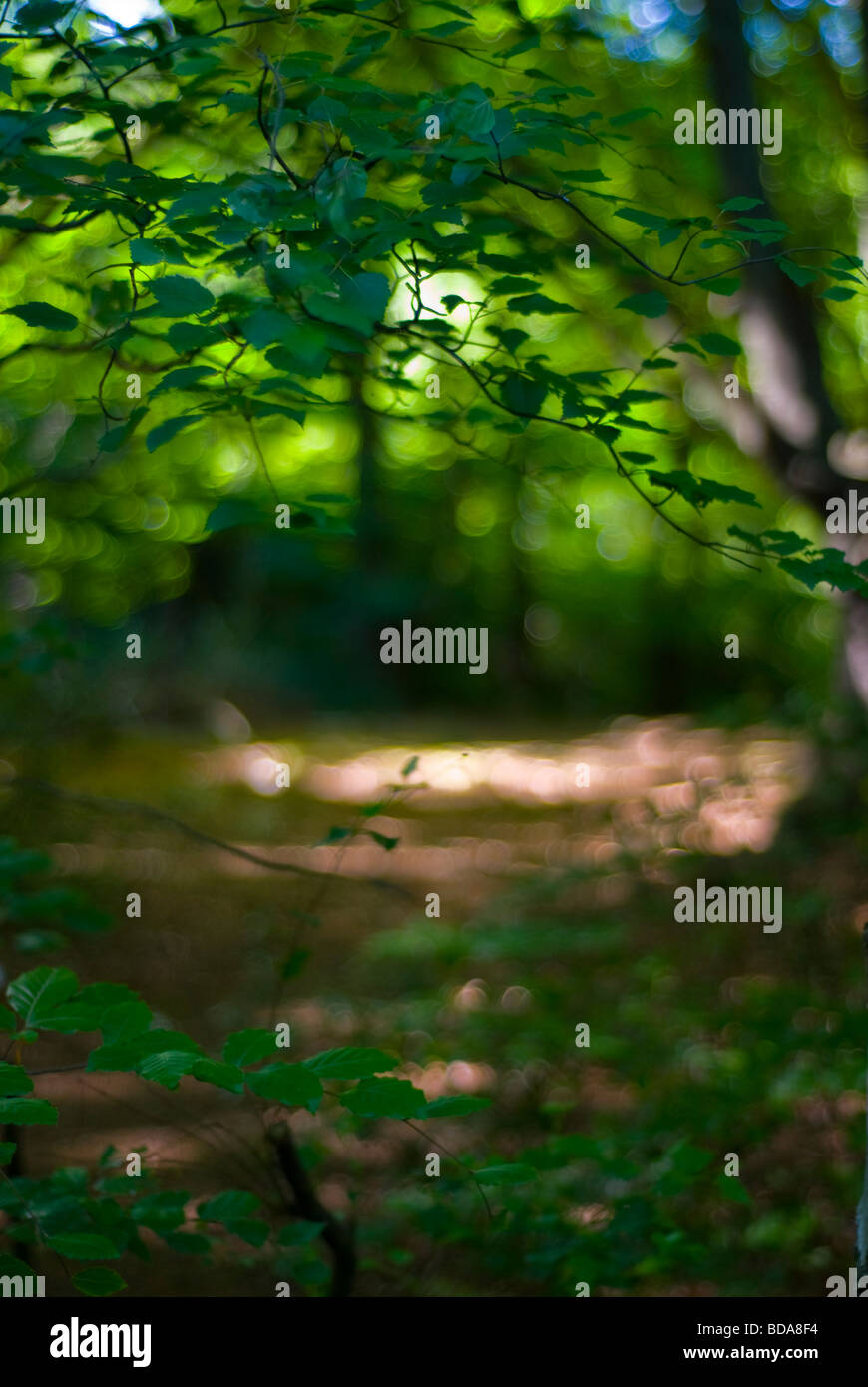 Epping forest greenery Stock Photo - Alamy