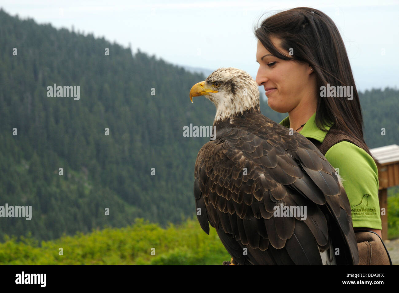 Birds in Motion Bald Eagle and handler on Grouse Mountain at Vancouver ...