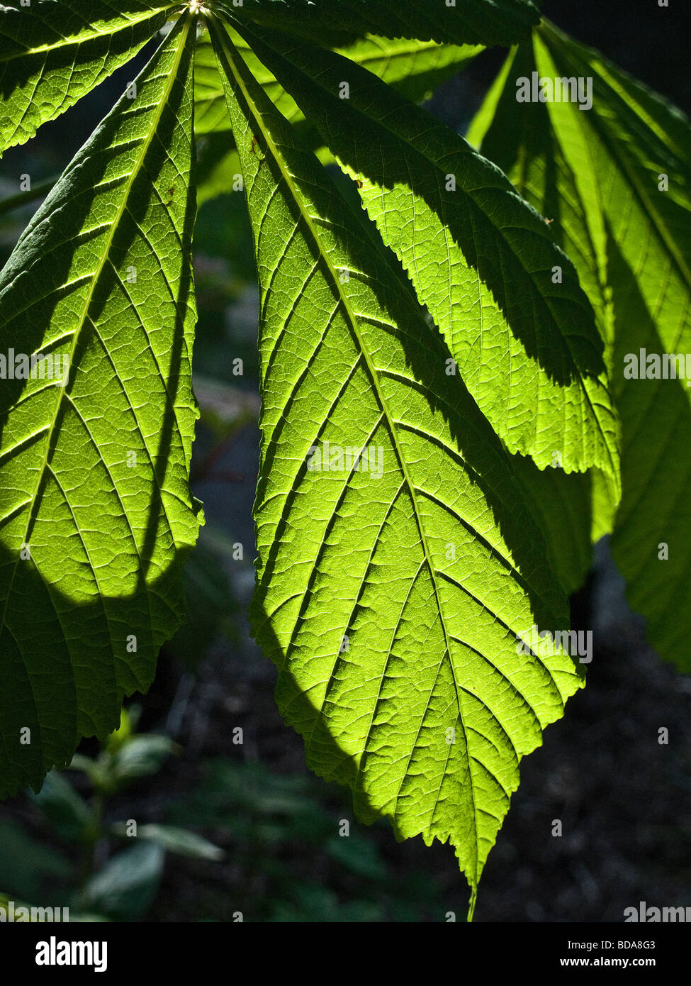 Sunshine back lit hi-res stock photography and images - Alamy