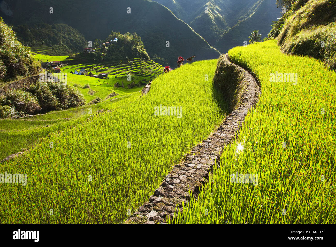Rice terraces Batad Ifugao Province Northern Luzon Philippines Stock ...