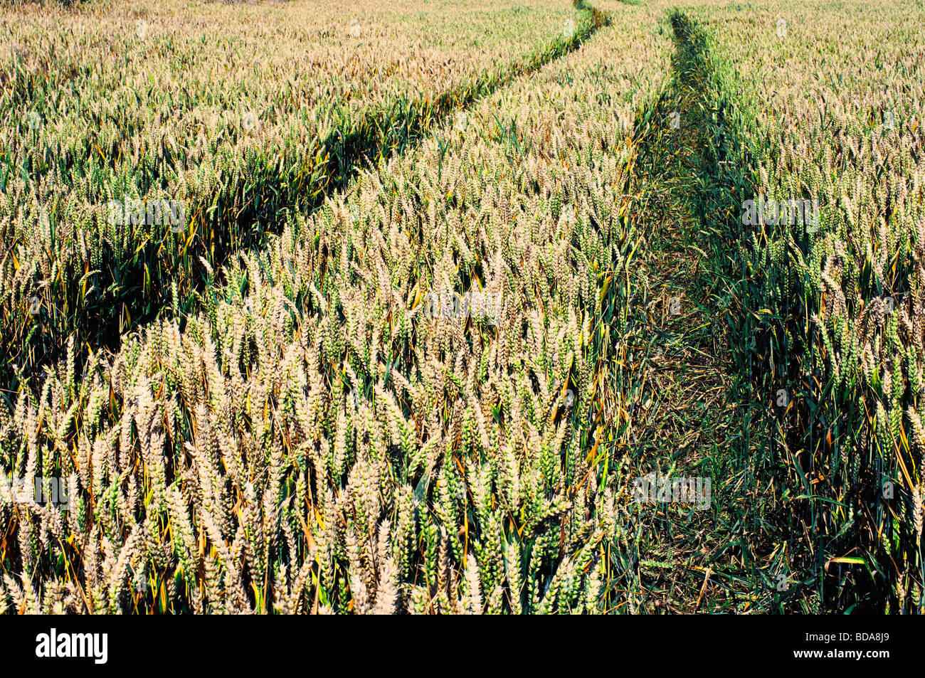 crops growing in a field Stock Photo - Alamy