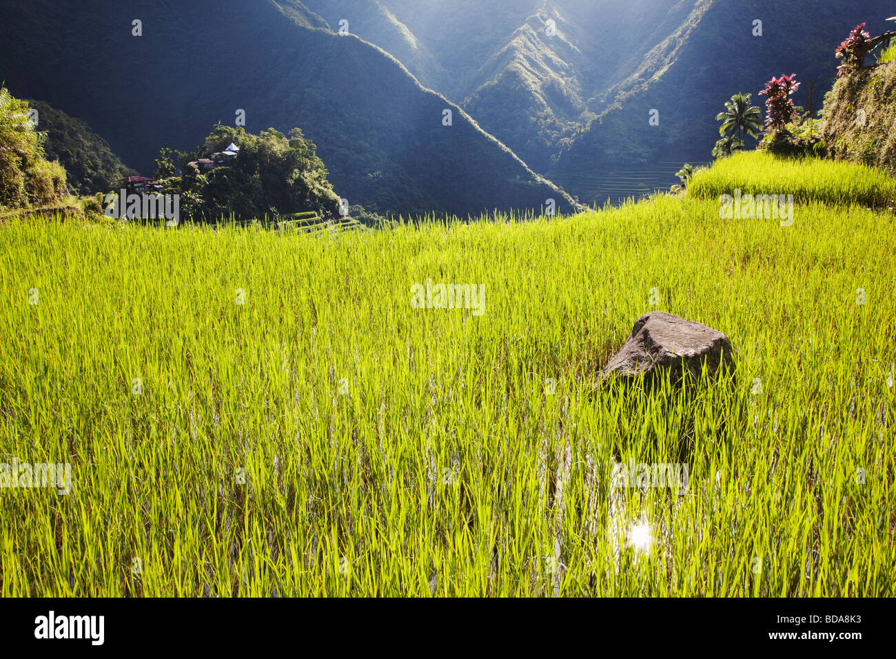 Rice terraces Batad Ifugao Province Northern Luzon Philippines Stock ...