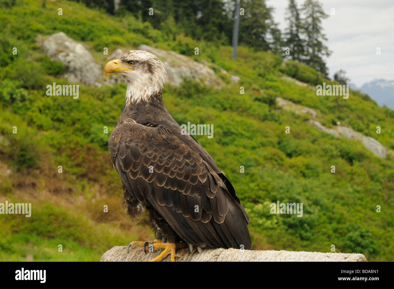 Bald Eagle in Birds in Motion Flying display on Grouse Mountain ...