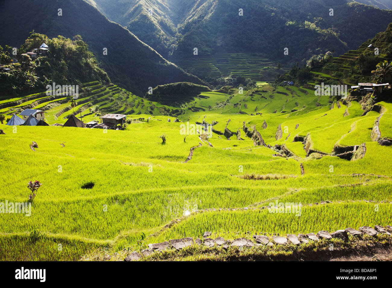 Rice terraces Batad Ifugao Province Northern Luzon Philippines Stock ...