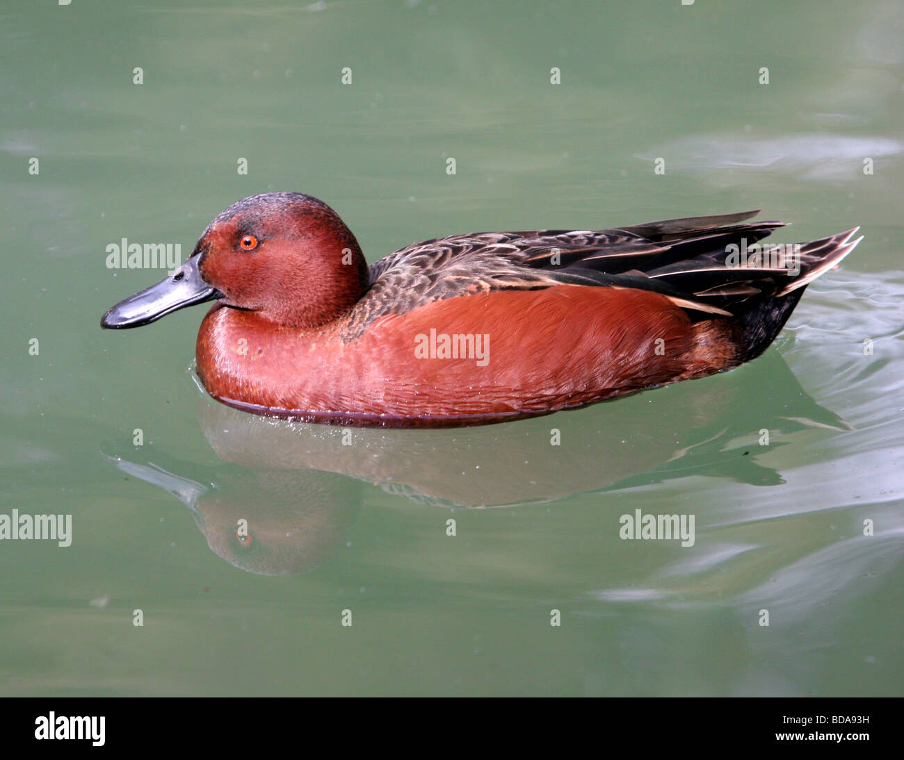 Cinnamon Teal duck wading in water Stock Photo - Alamy