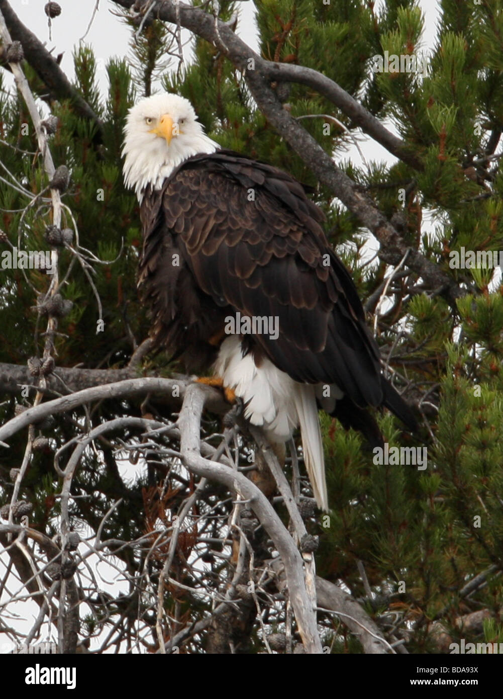 Eagle Camera High Resolution Stock Photography and Images - Alamy