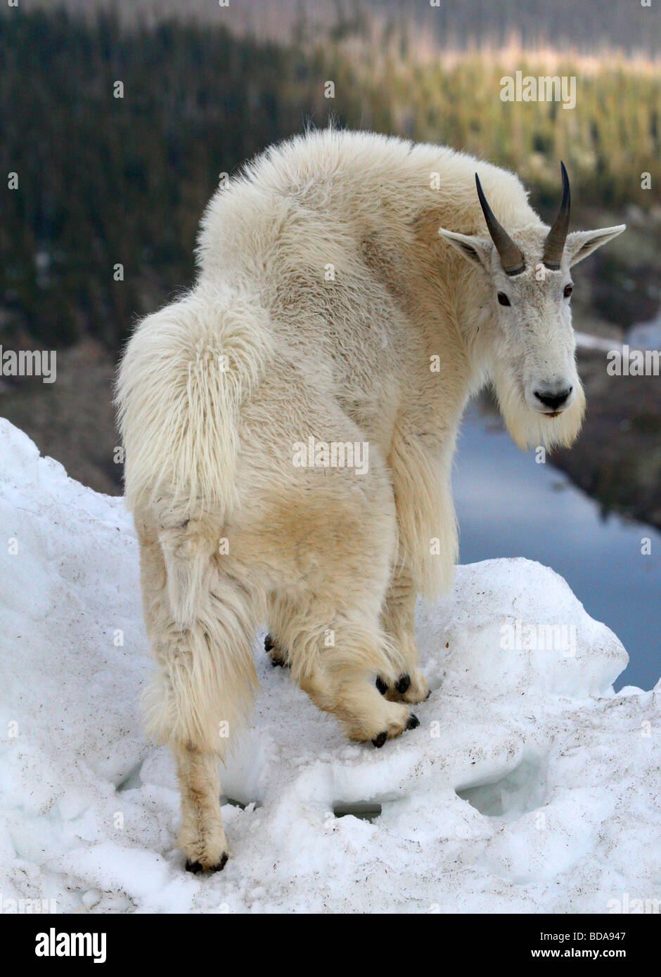 Back goat hi-res stock photography and images - Alamy
