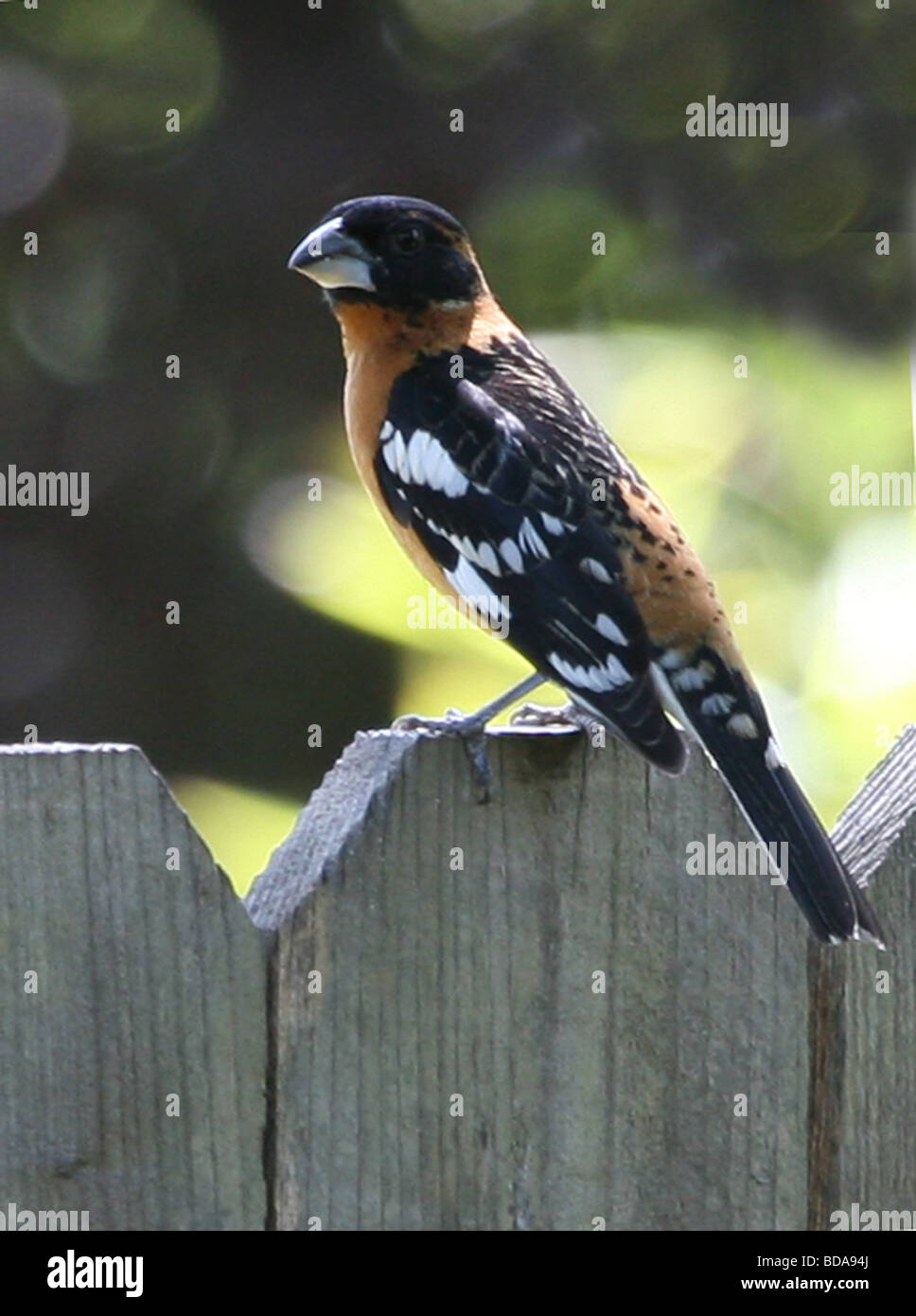 Grossbeak hi-res stock photography and images - Alamy