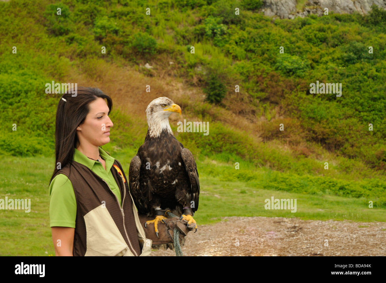 Birds in Motion Bald Eagle and handler on Grouse Mountain at Vancouver ...