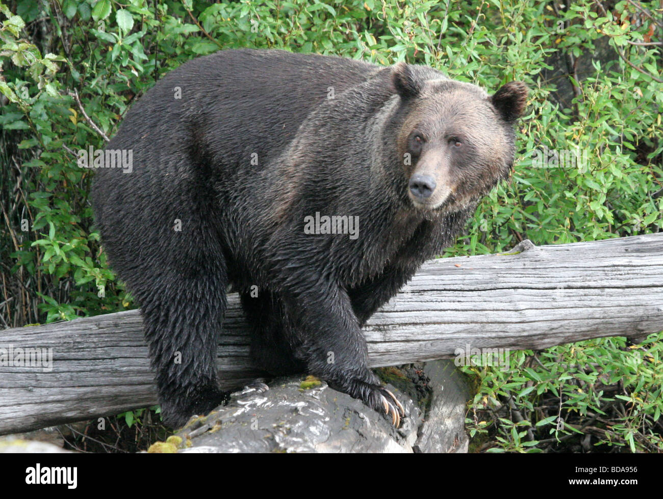 Bear standing growling hi-res stock photography and images - Alamy