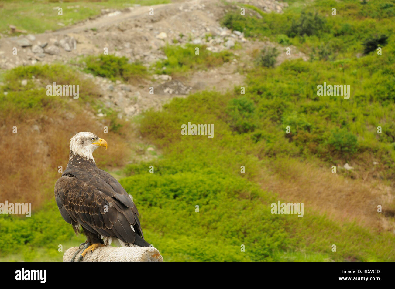 Bald Eagle in Birds in Motion Flying display on Grouse Mountain ...
