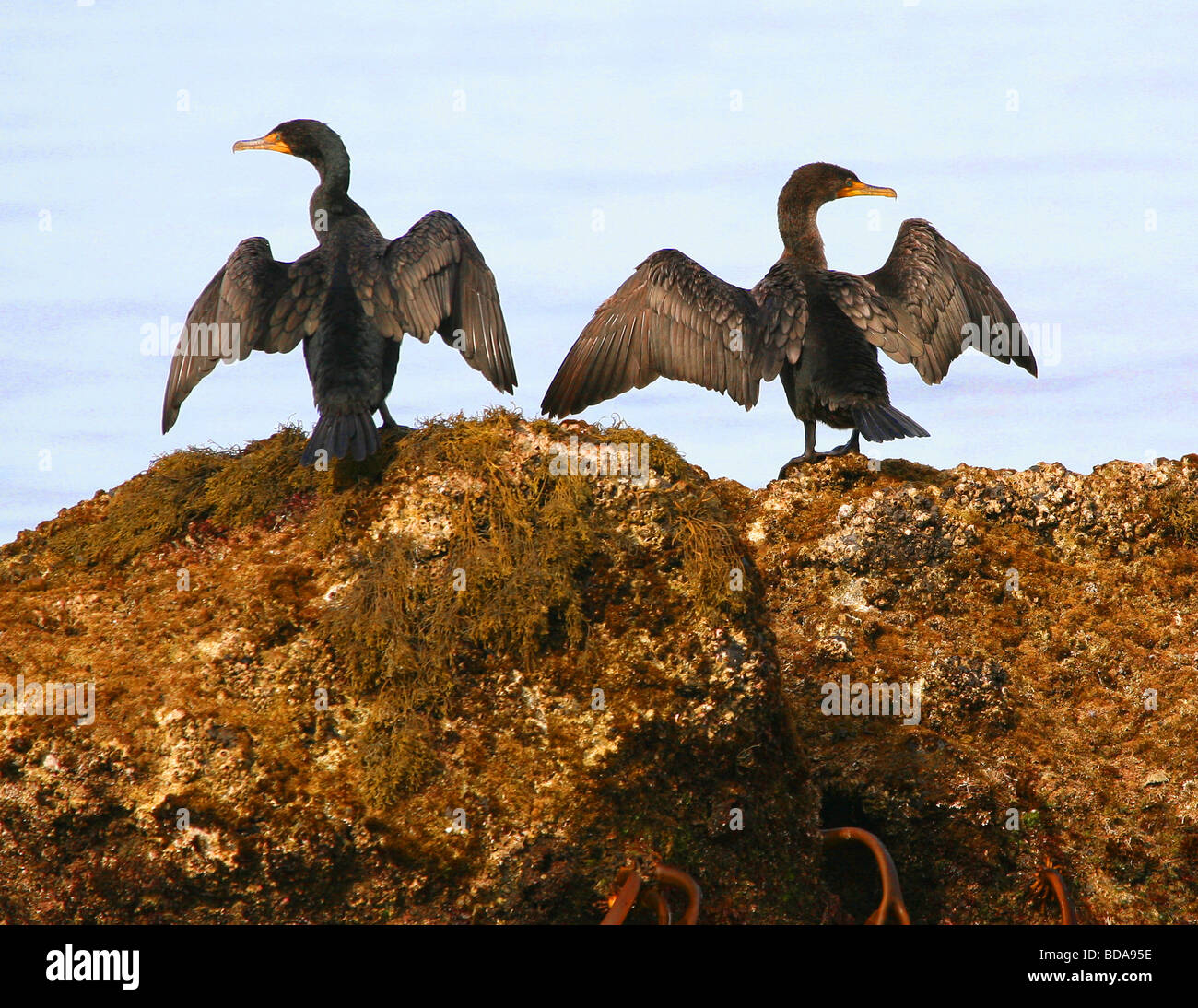 Coromorants hi-res stock photography and images - Alamy
