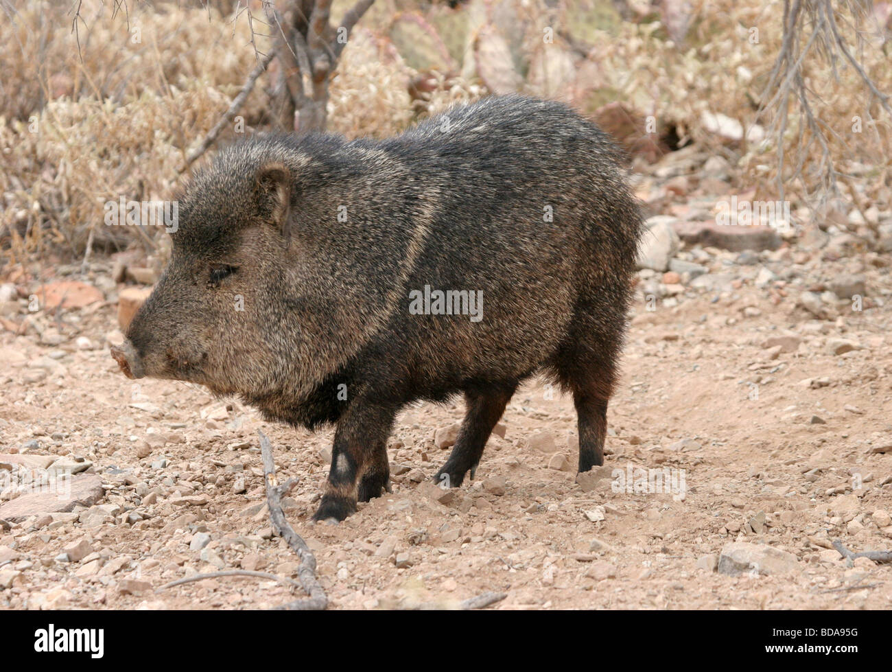 Collared Peccary, Mexican hog Stock Photo - Alamy