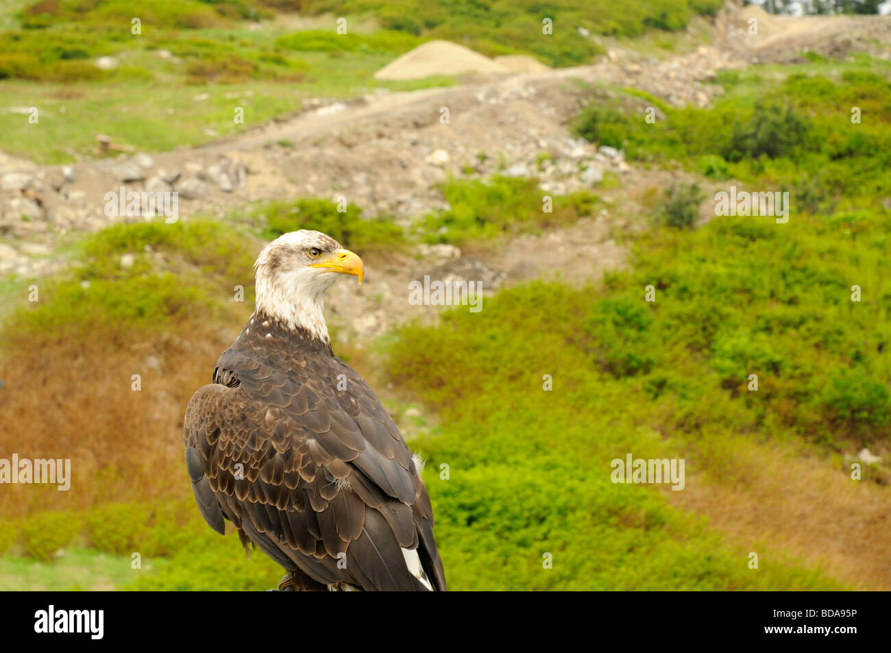 Bald Eagle in Birds in Motion Flying display on Grouse Mountain ...