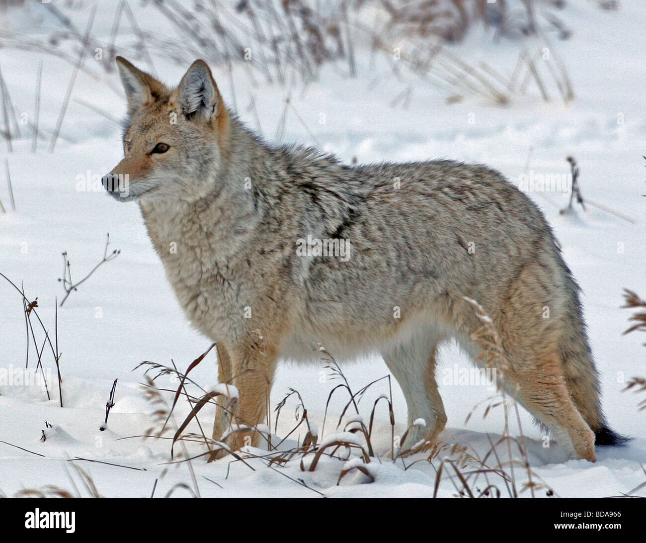 Coyote behavior hi-res stock photography and images - Alamy