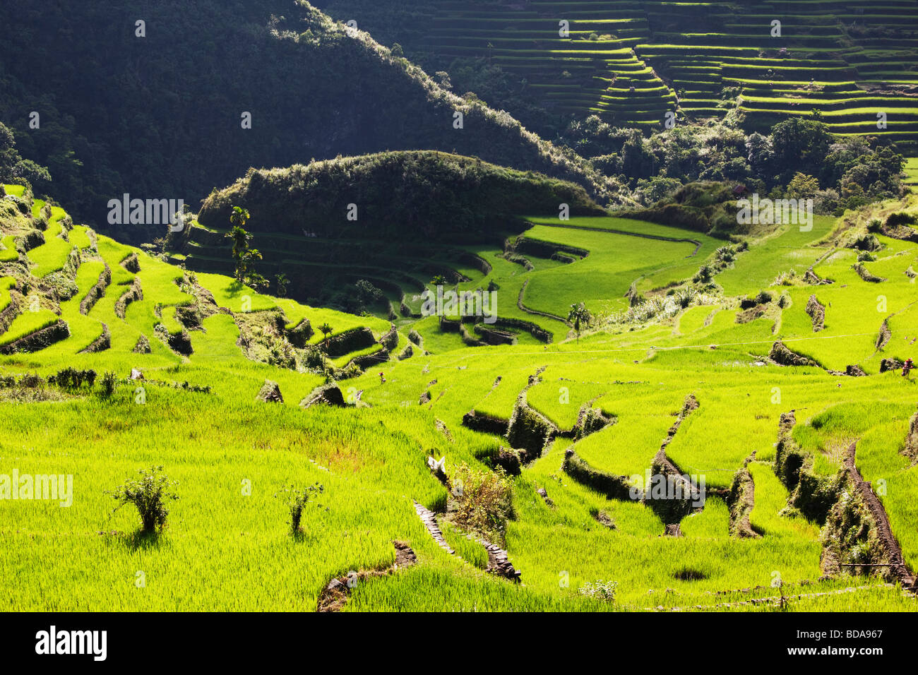 Rice terraces Batad Ifugao Province Northern Luzon Philippines Stock ...