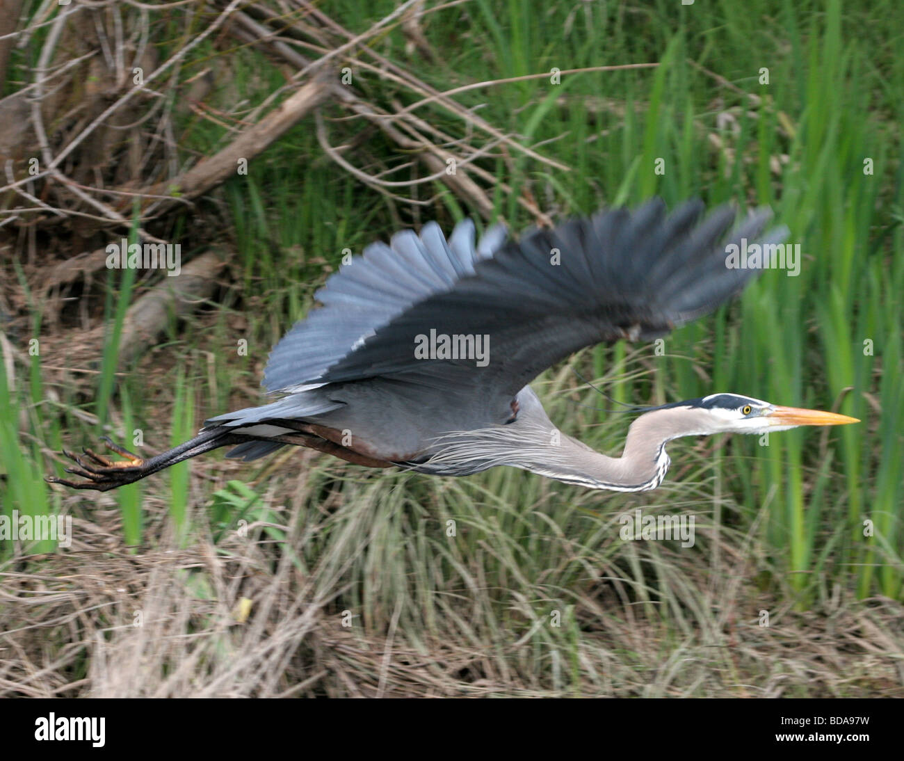 Heron in flight Stock Photo - Alamy