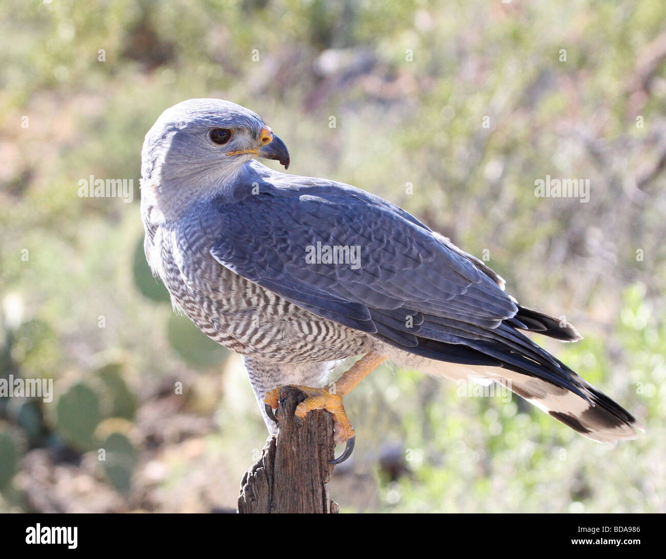 Hawk hills hi-res stock photography and images - Alamy