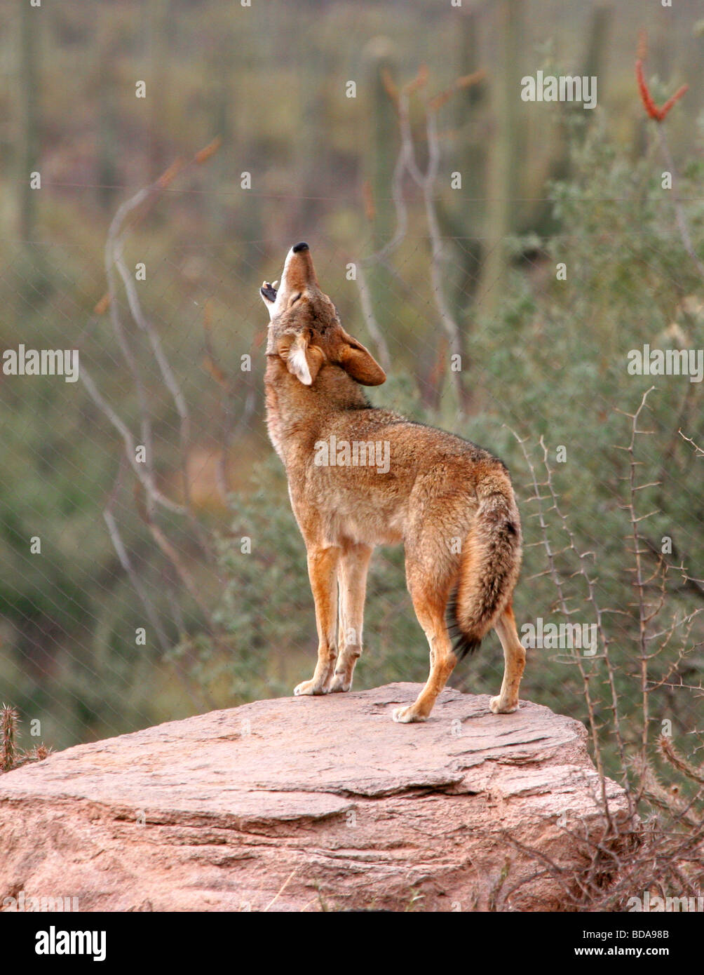 Crying wolf hi-res stock photography and images - Alamy