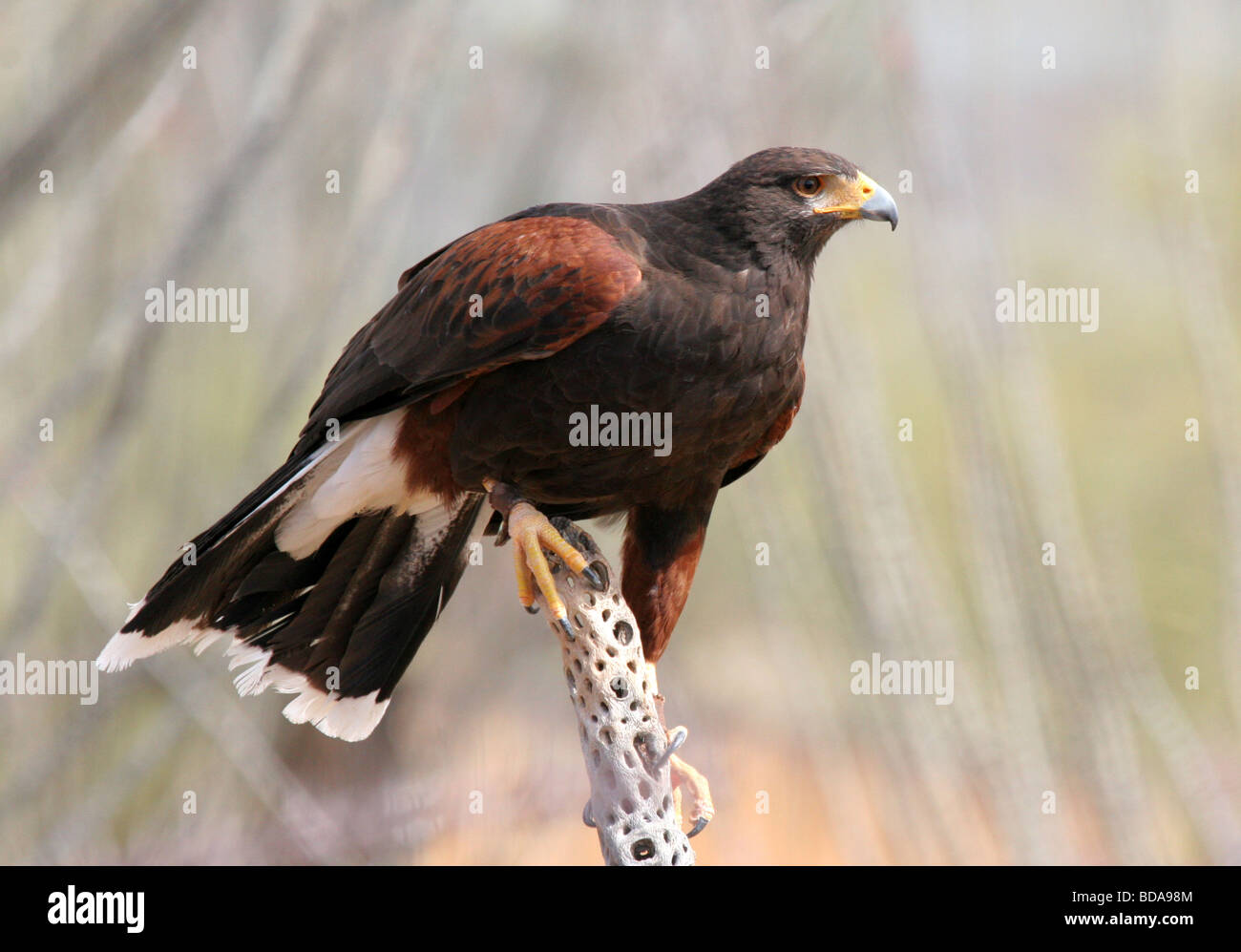 Harris s hawk hi-res stock photography and images - Alamy