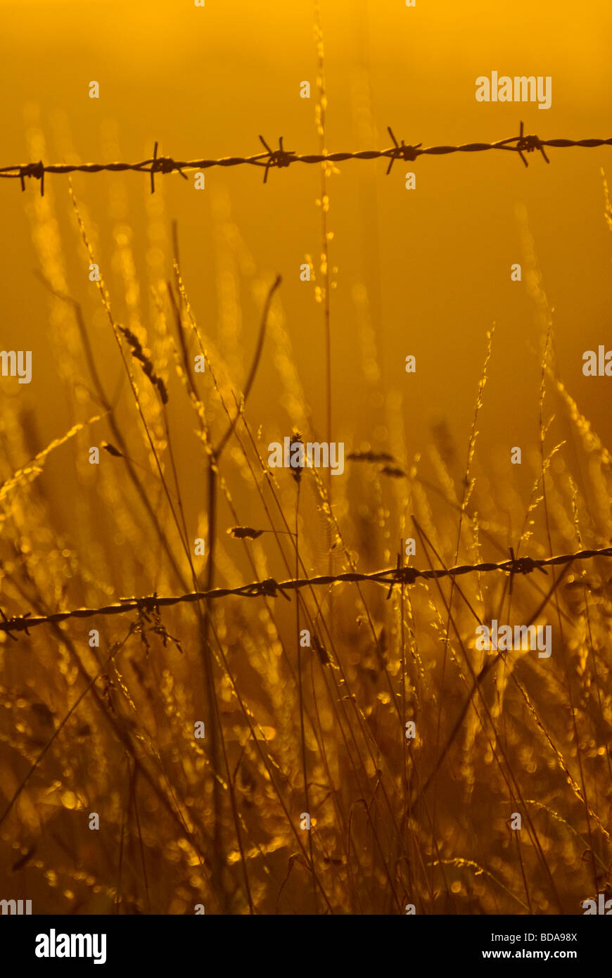 Golden Sun in Dorset Sunrise Stock Photo - Alamy