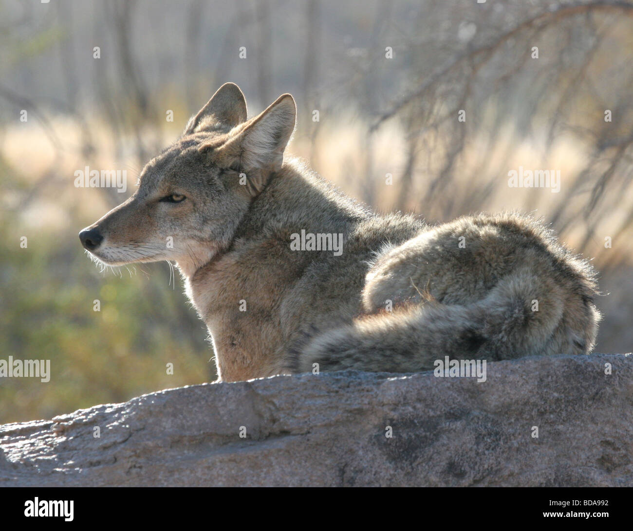 Coyote lying hi-res stock photography and images - Alamy
