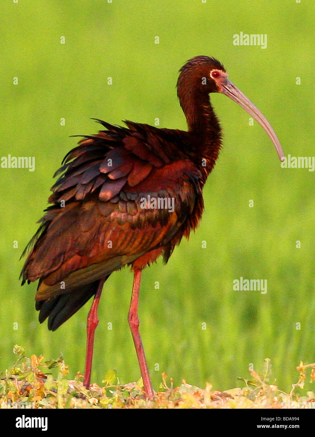 Ibis with ruffled feathers Stock Photo - Alamy