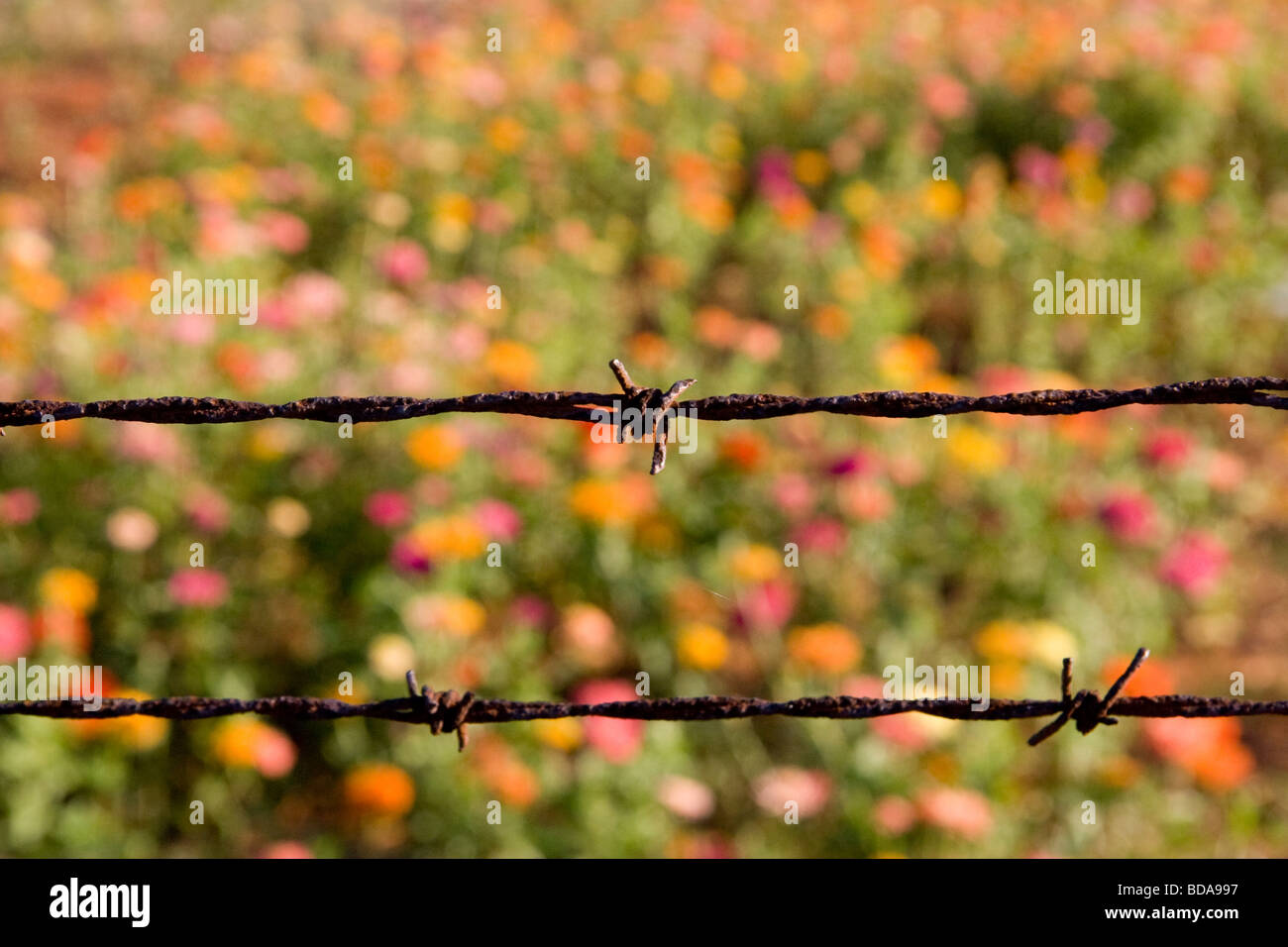 Barbed flowers hi-res stock photography and images - Alamy