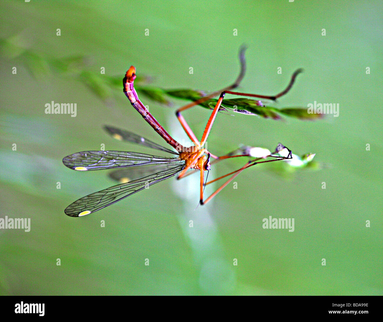 Mecopteran scorpionfly hi-res stock photography and images - Alamy