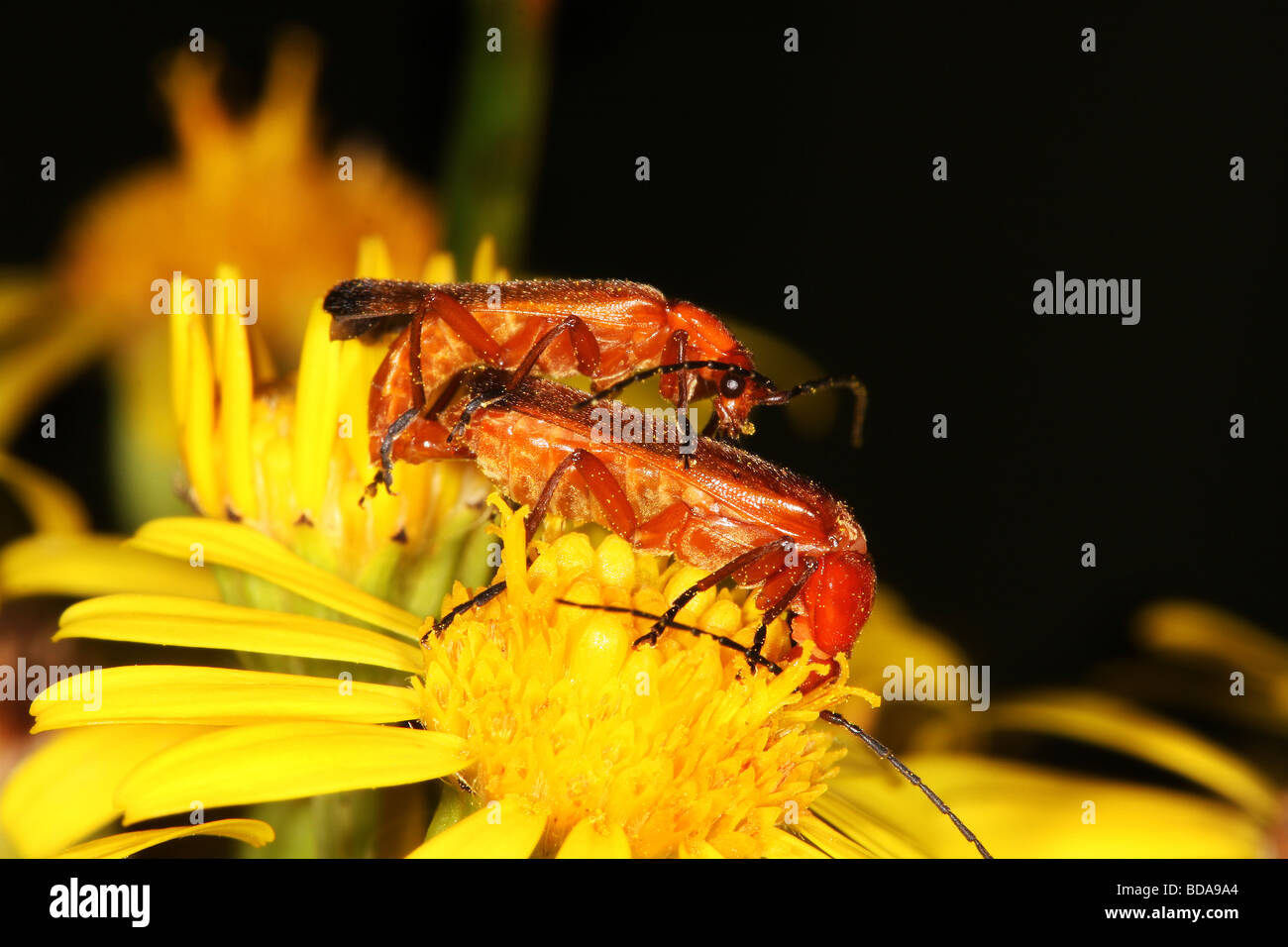 soldier beetles mating Stock Photo - Alamy