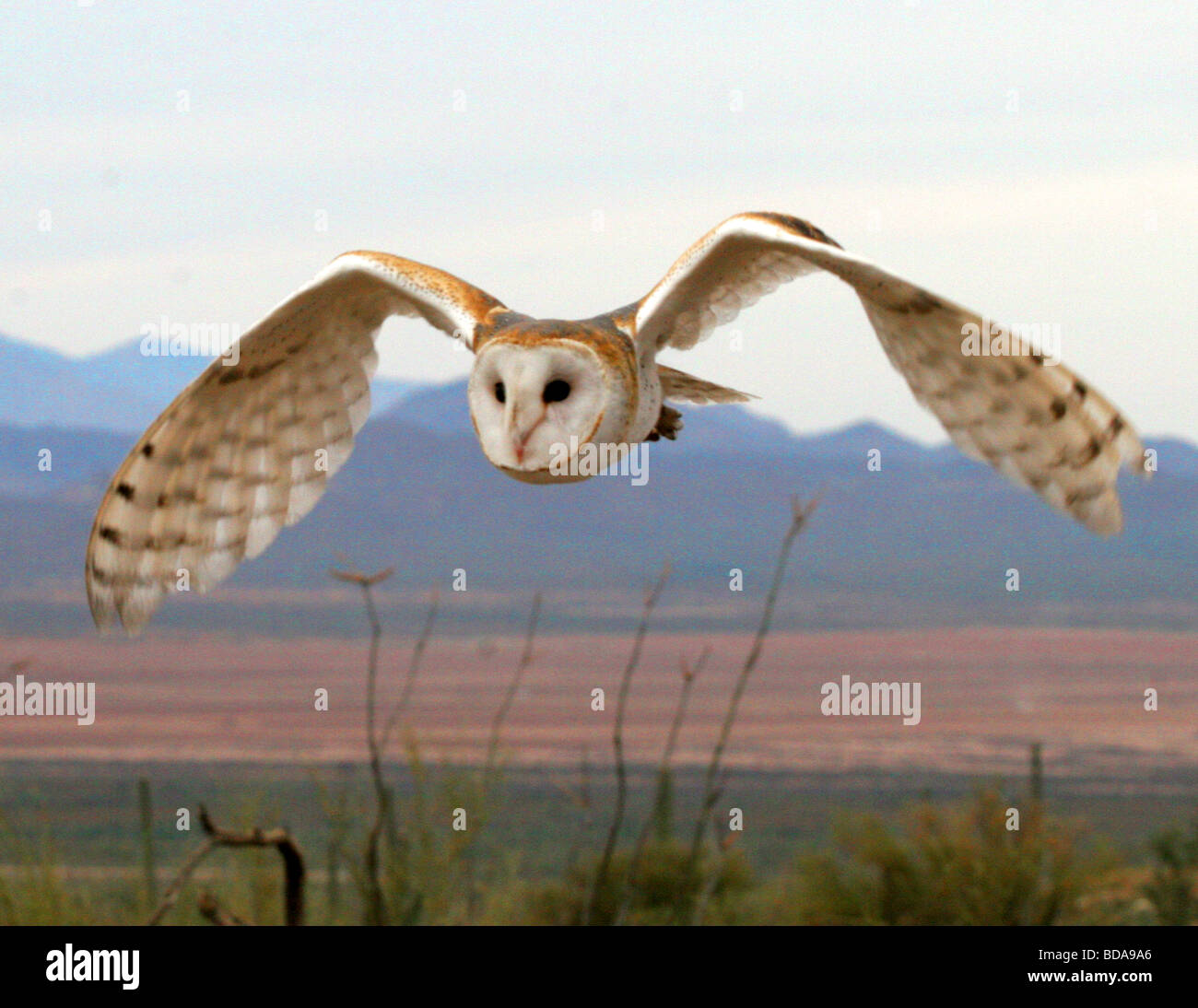 Barn Owl in flight Stock Photo - Alamy