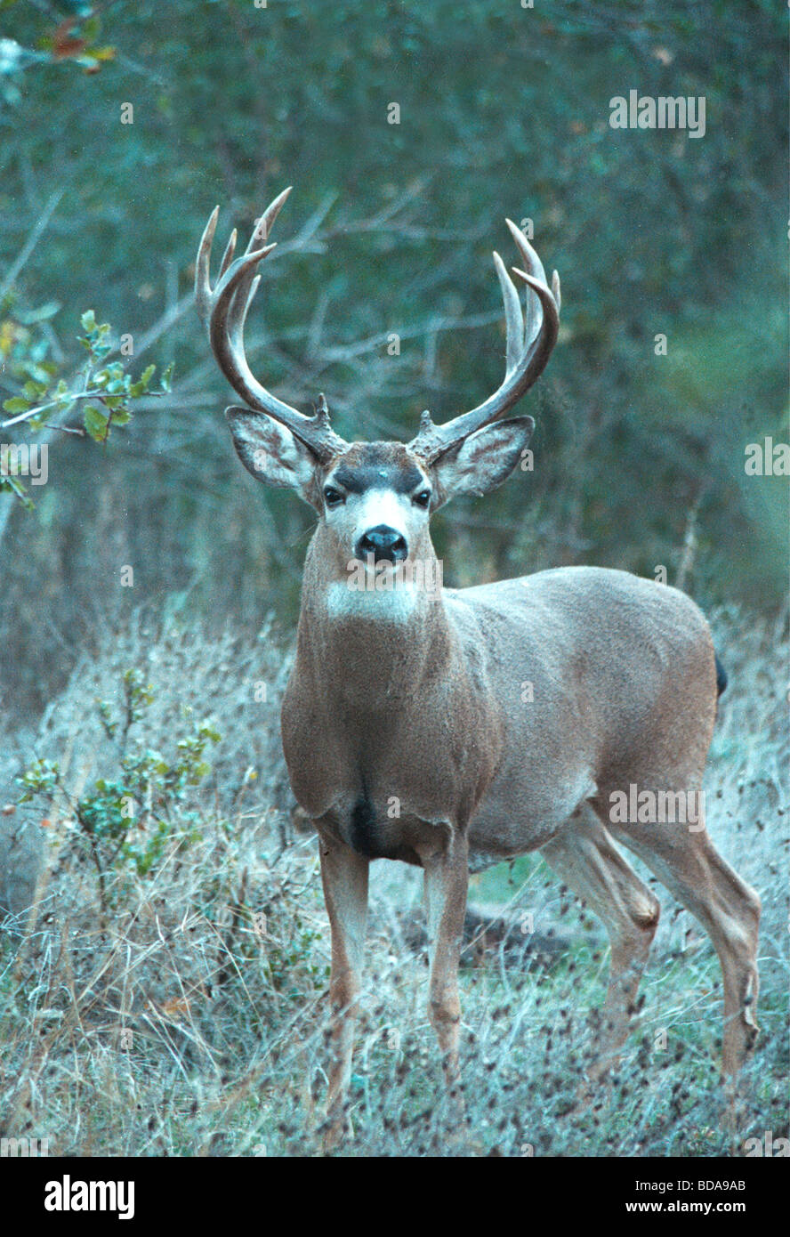 White tailed buck in open grass Stock Photo - Alamy